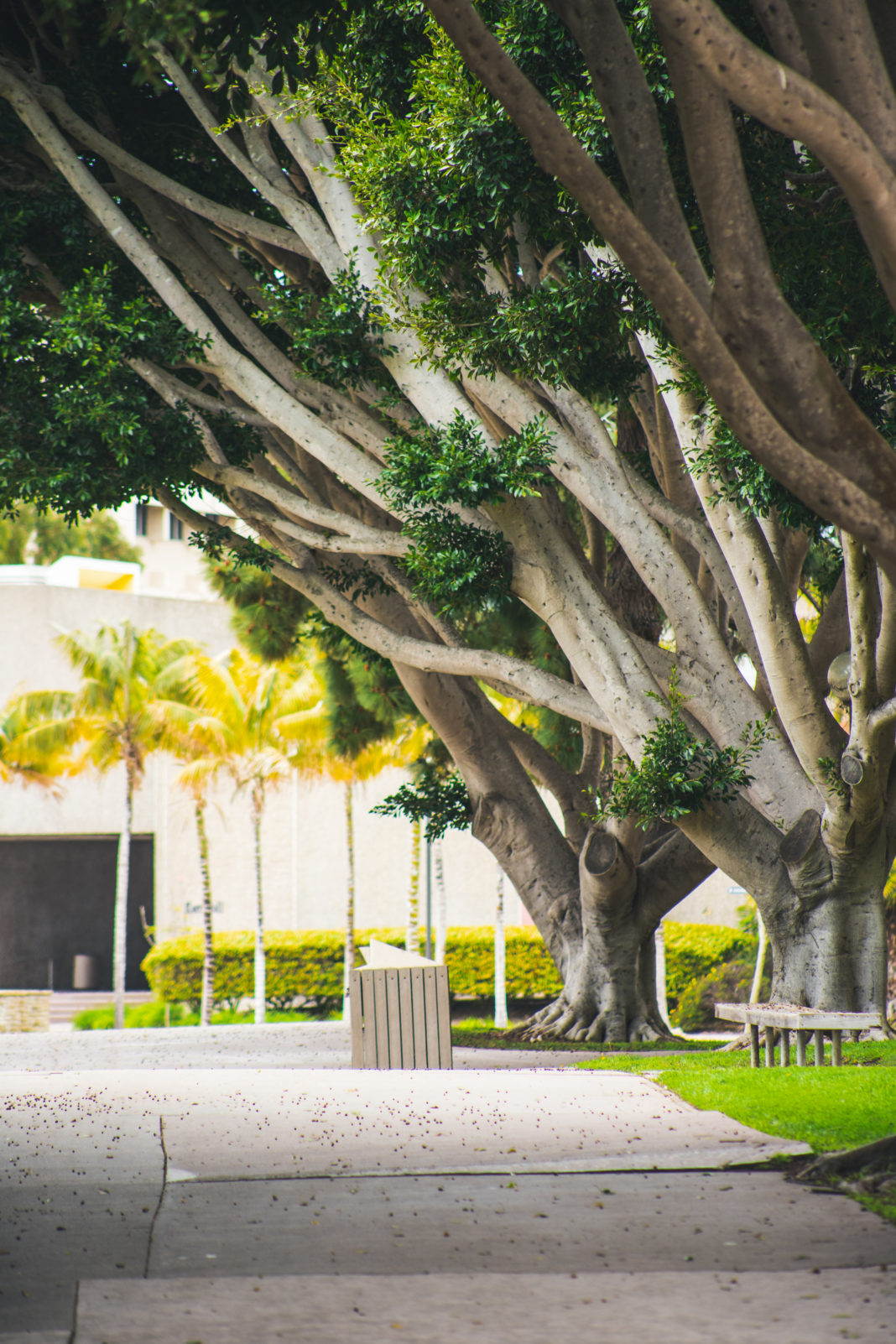 In Photos – UC Campuses Before and After COVID-19 - The Bottom Line UCSB